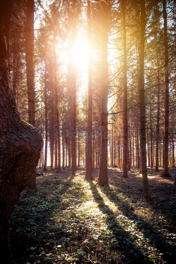 Impressive Sunset in the Forest: Tree Trunks, Sunbeams, Light and ...