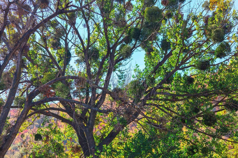 Impressive Tree Covered in Numerous Green Leaves Stock Image - Image of ...