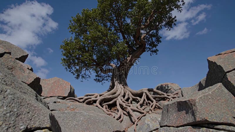 Impressive Tree with Large Roots Growing Tenaciously on a Rocky Surface ...