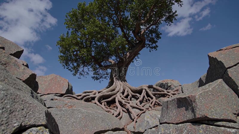 Impressive Tree with Large Roots Growing Tenaciously on a Rocky Surface ...