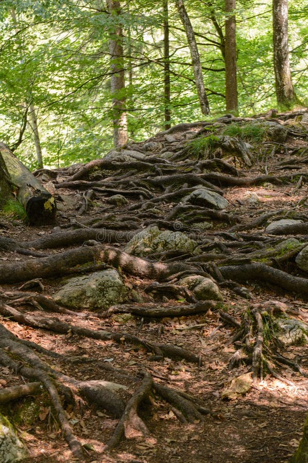 Impressive Tree Root System Stock Image - Image of tree, prop: 77183581