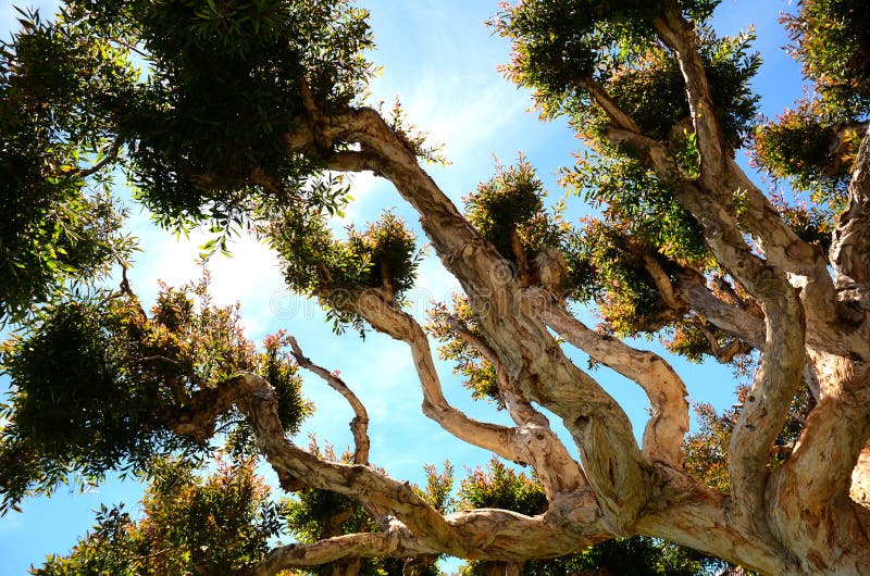 Sign of San Francisco stock image. Image of skyscrapers - 35672133