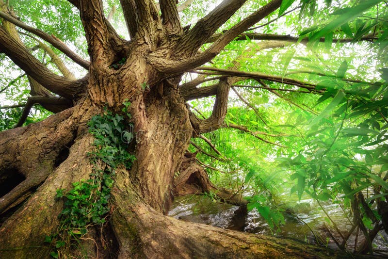 27,093 Impressive Tree Stock Photos - Free & Royalty-Free Stock Photos ...