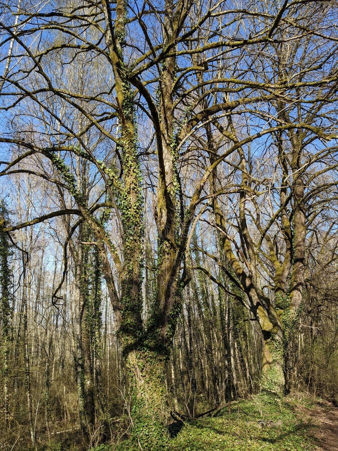 Impressive Two Tree Trunks with Ivy on it Stock Photo - Image of twin ...