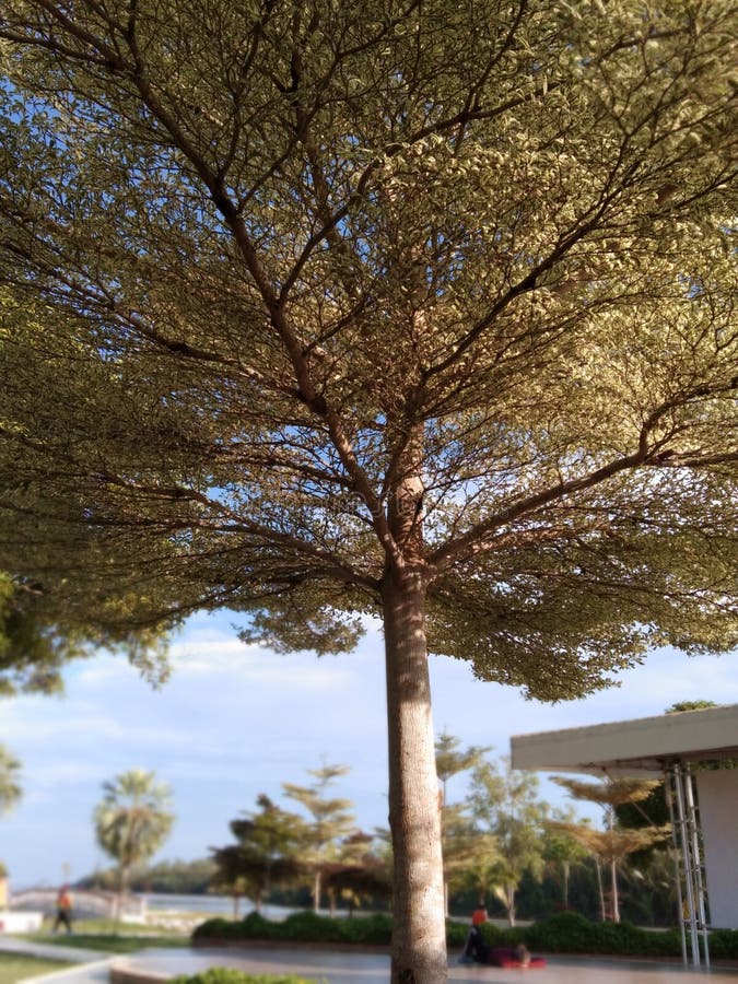 Impressive Unique Tree Pattern Stock Photo - Image of branch, sunlight ...