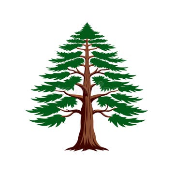Deodar Tree Stock Illustrations – 57 Deodar Tree Stock Illustrations ...