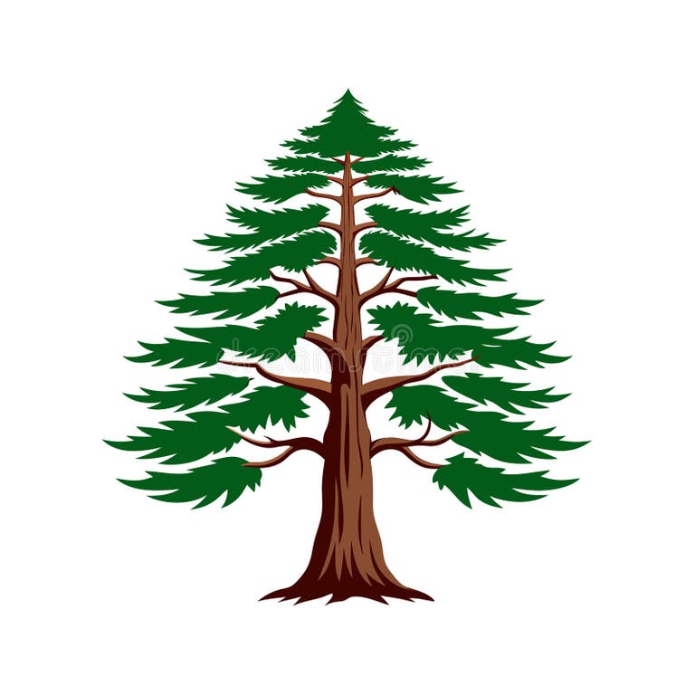 Deodar Tree Stock Illustrations – 51 Deodar Tree Stock Illustrations ...