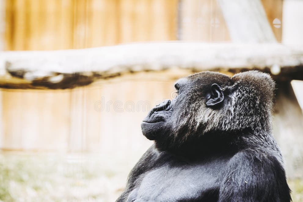 Impressive Western Lowland Gorilla Silverback in a Zoo Stock Image ...