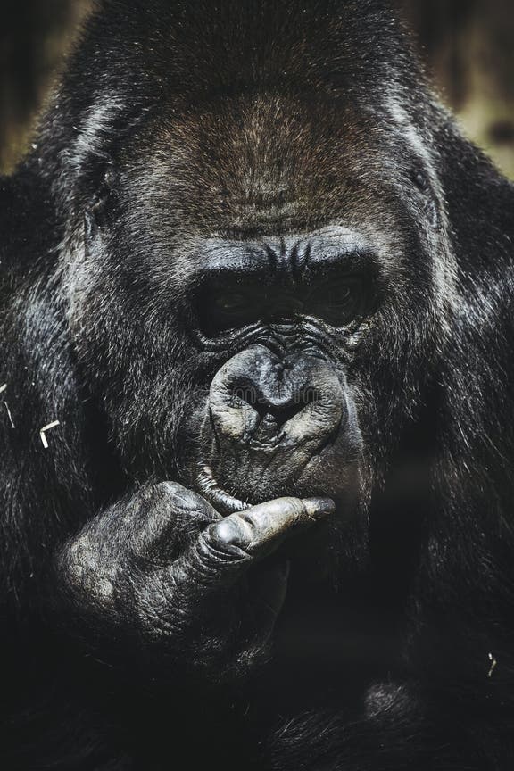Impressive Western Lowland Gorilla Silverback in a Zoo Stock Photo ...