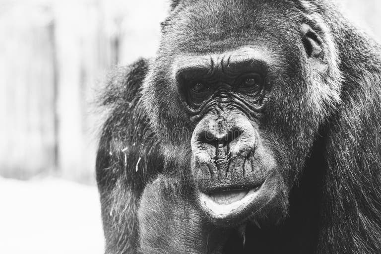 Impressive Western Lowland Gorilla Silverback in a Zoo Stock Image ...