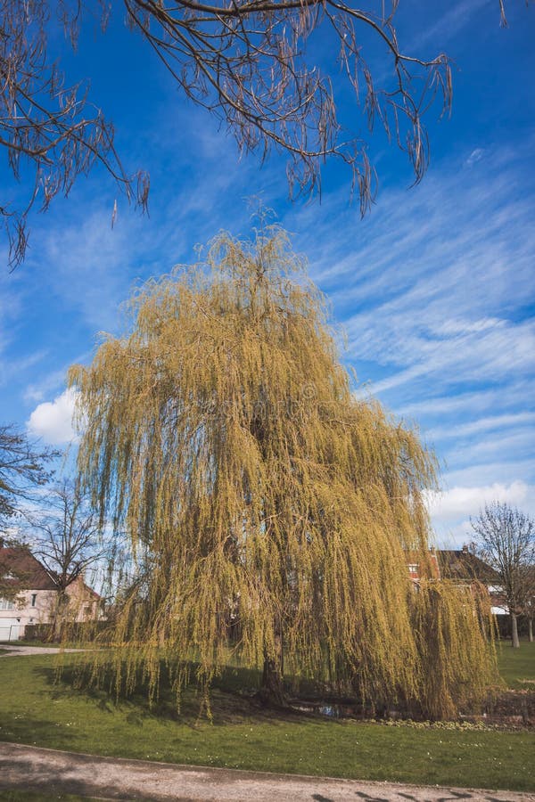 Impressive willow tree stock image. Image of nature, growth - 89462769