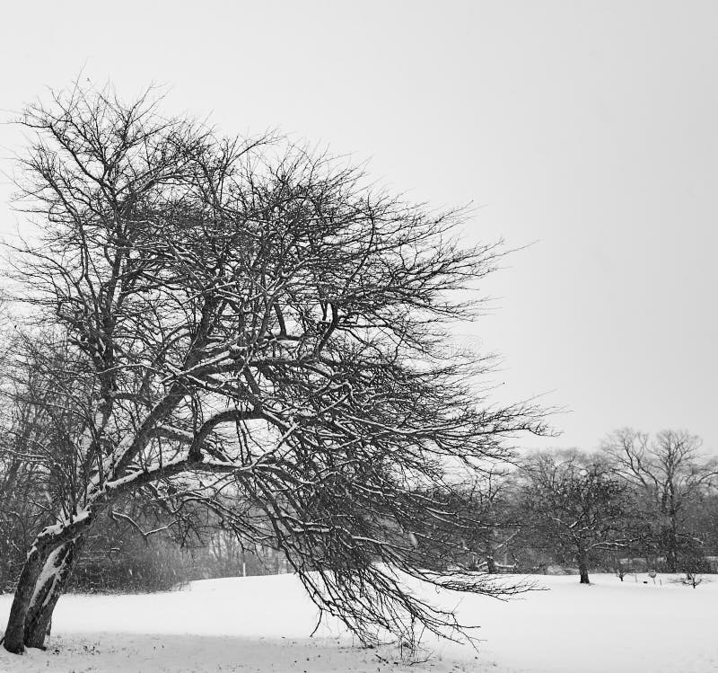 Snow bending tree stock image. Image of zhuji, bending - 13445039