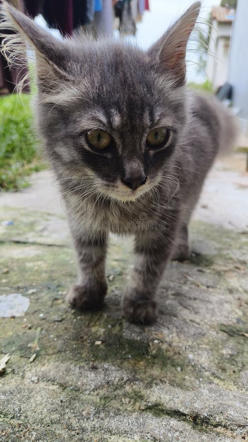 An Impressively Clever and Intelligent Cat Stock Photo - Image of ...