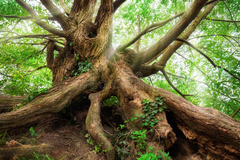 Impressively Shaped Tree Trunk and Roots Stock Photo - Image of ...