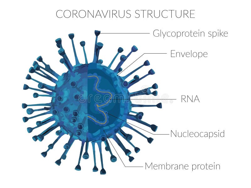 Coronavirus Structure Virus Molecular Protein Membrane Stock ...
