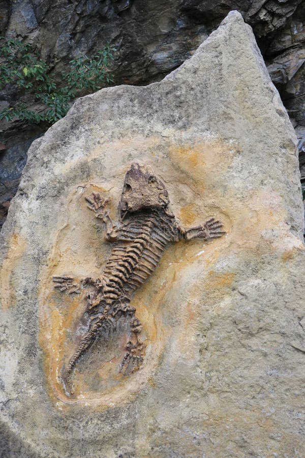 The Imprint of an Ancient Lizard on the Stone Editorial Photography ...