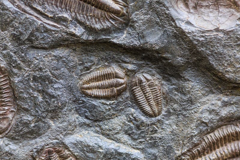 An Ancient Trilobite Fossil a Reminder of a Distant Past and the ...