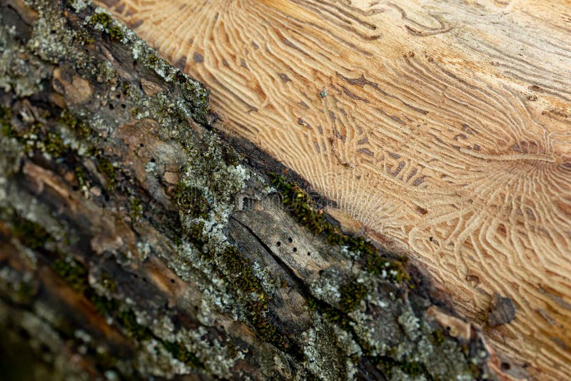 The Imprint of the Bark Beetle Under the Bark of the Tree. Pattern on ...