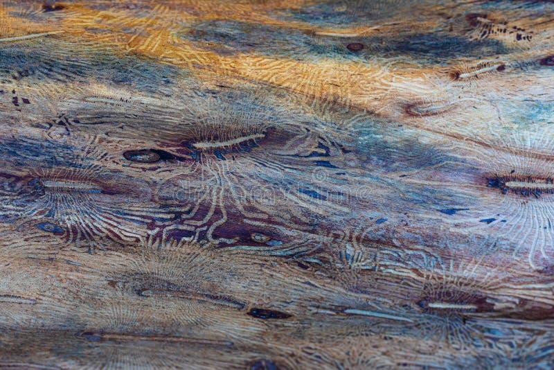 The Imprint of the Bark Beetle Under the Bark of the Tree. Pattern on ...