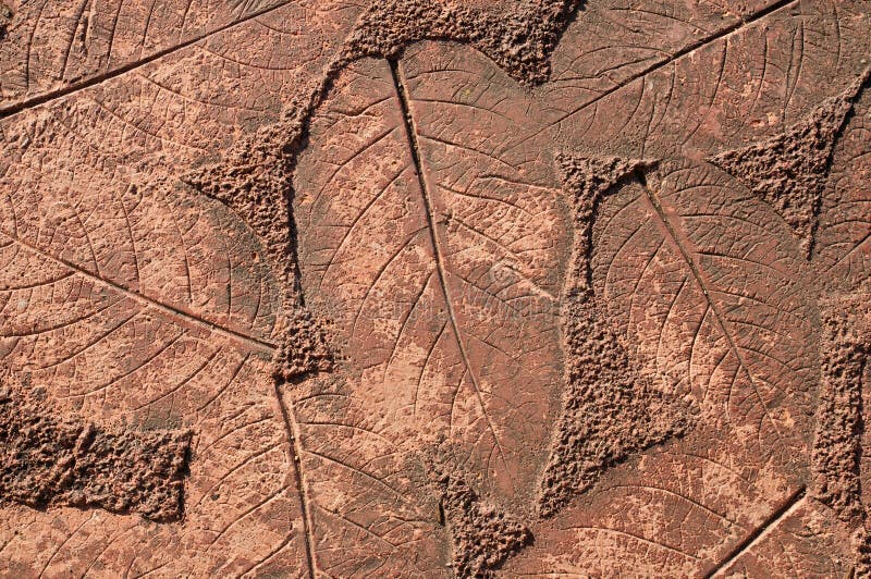 The Imprint Leaf on Cement Floor Stock Photo - Image of concrete ...