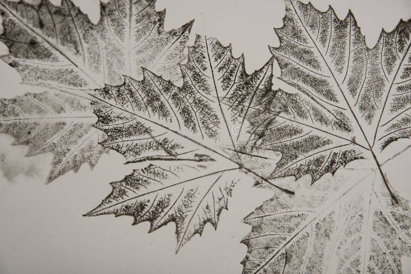 Imprints of Leaves on a Paper Stock Image - Image of drawing, design ...