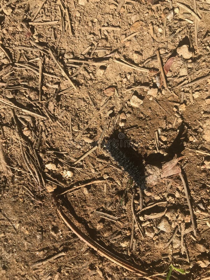 Imprints of Sticks in Mud and Dirt Stock Image - Image of pattern, dirt ...