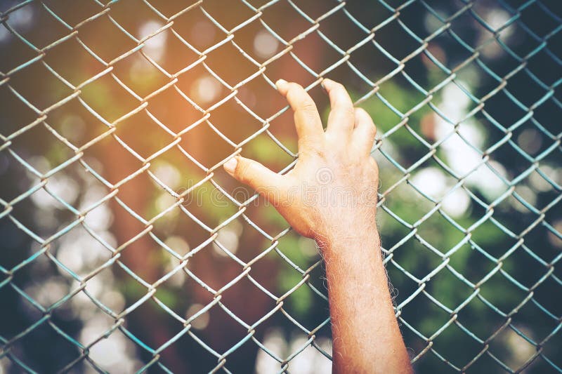 Imprison stock photo. Image of monkey, immure, imprisoned - 30469428