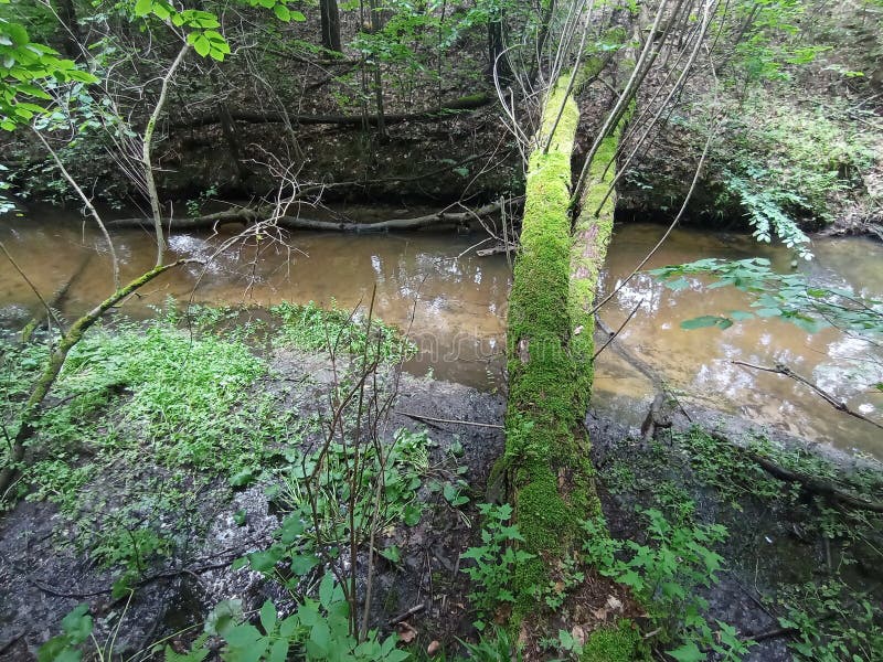 An Impromptu Stream Crossing. a Tree that Made a Crossing by Its Fall ...