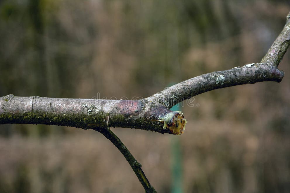 Improper Pruning of Trees Using Heading Cuts Stock Image - Image of ...