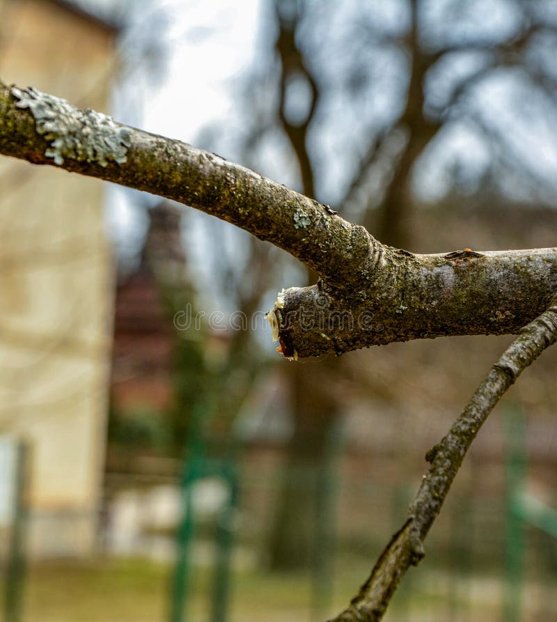 Improper Pruning of Trees Using Heading Cuts Stock Photo - Image of ...