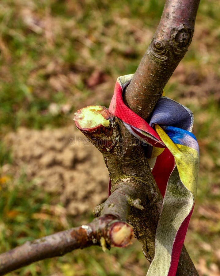 Improper Pruning of Trees Using Heading Cuts Stock Photo - Image of ...