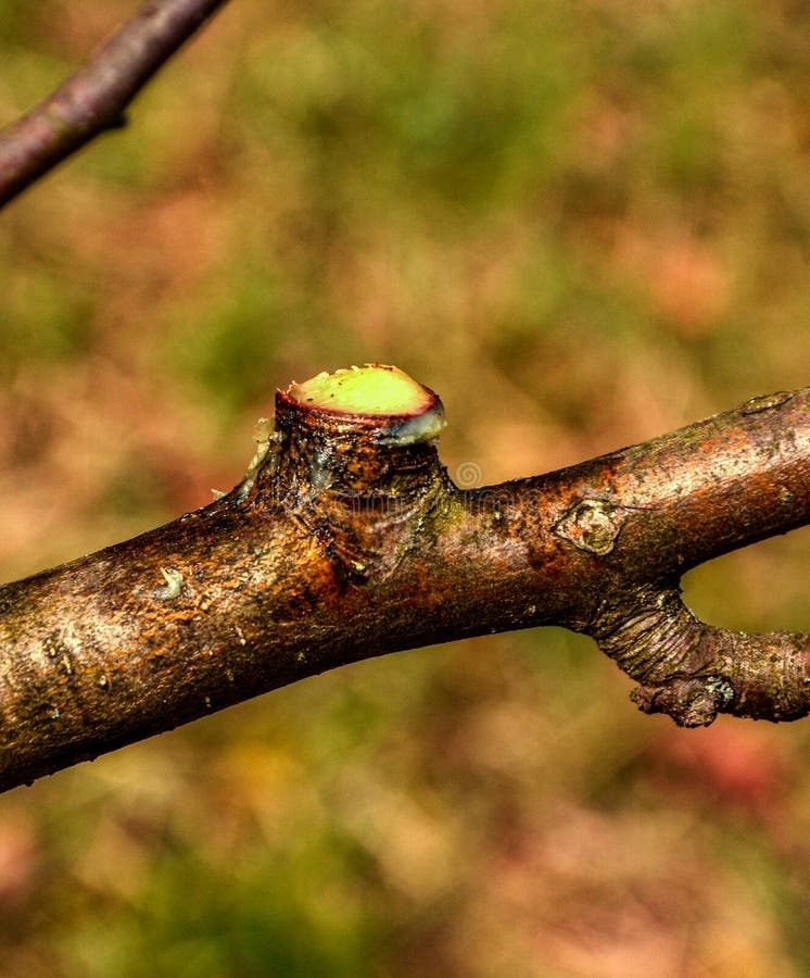 Improper Pruning of Trees Using Heading Cuts Stock Photo - Image of ...