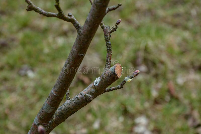 Improper Pruning of Trees Using Heading Cuts Stock Photo - Image of ...