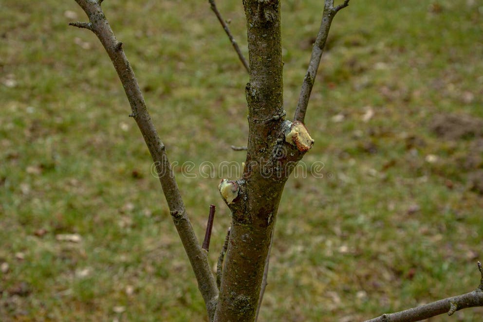Improper Pruning of Trees Using Heading Cuts Stock Image - Image of ...