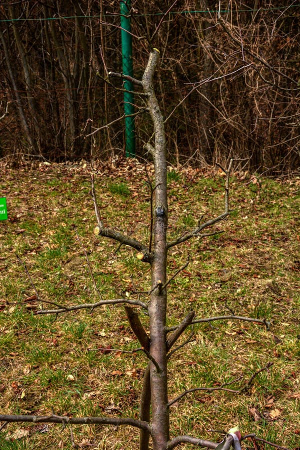 Improper Pruning of Trees Using Heading Cuts Stock Image - Image of ...