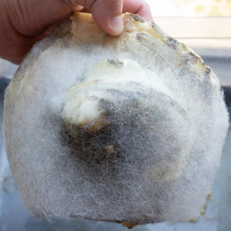 Improper Storage of a Head of Cabbage Stock Photo - Image of white ...