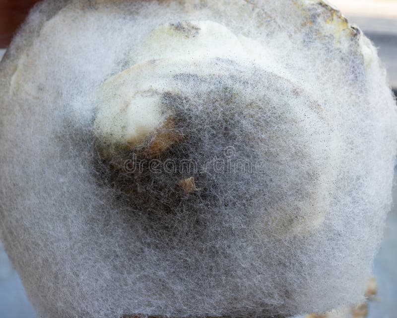 Mildew on Cabbage. Close-up of a Head of Spoiled Cabbage Stock Image ...