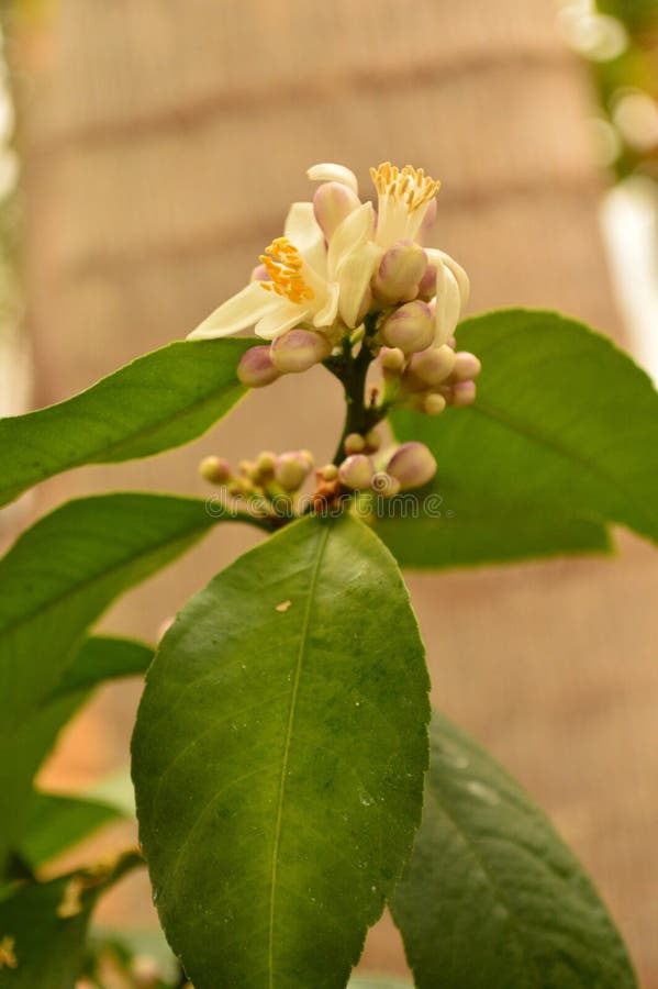 Meyer lemon blossom stock image. Image of outdoors, natural - 110793355