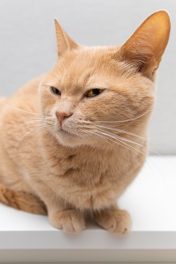 Impudent Cat Sits on the Table in the Room. Stock Photo - Image of look ...