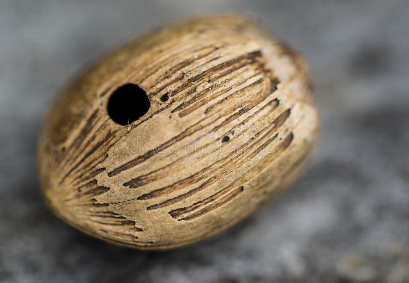 Ina nutshell stock photo. Image of oval, hole, wormhole - 75685230