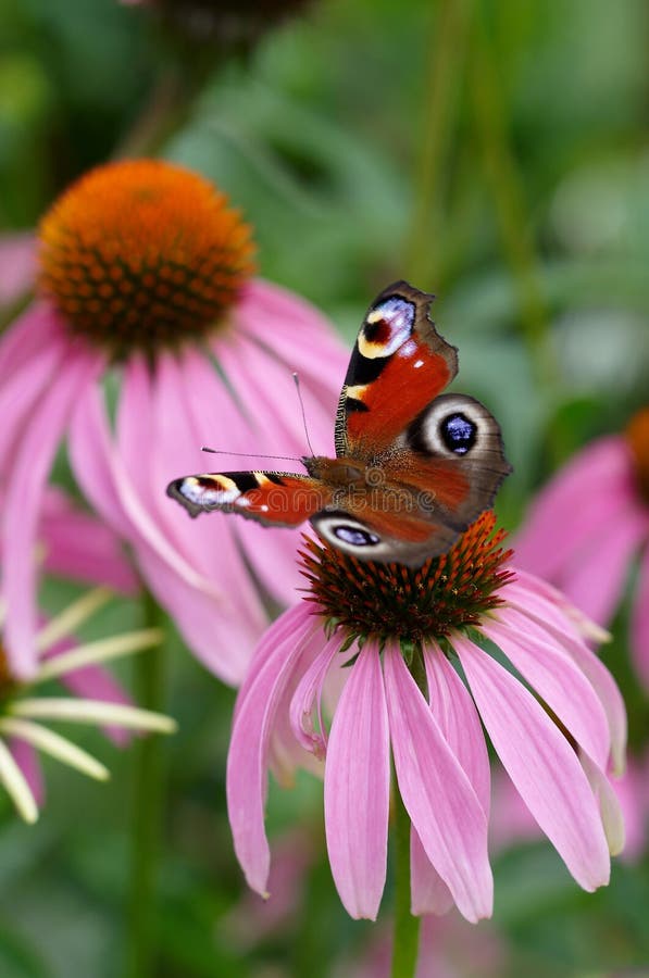 Inachis butterfly stock image. Image of floral, beautiful - 11407481