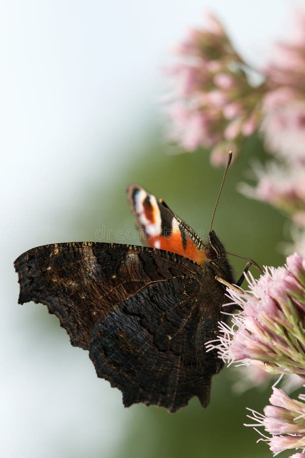 Inachis io detail stock image. Image of nature, background - 26064877