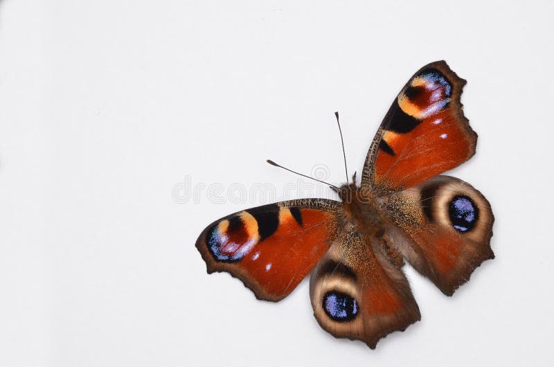 Inachis Io, Peacock Butterfly Stock Image - Image of european, animal ...