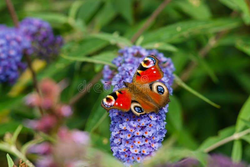 Inachis Io Sitting on a Blue Flower Stock Photo - Image of pasture ...