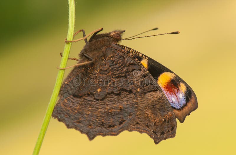 European Peacock Butterfly (Inachis Io) Stock Image - Image of detail ...