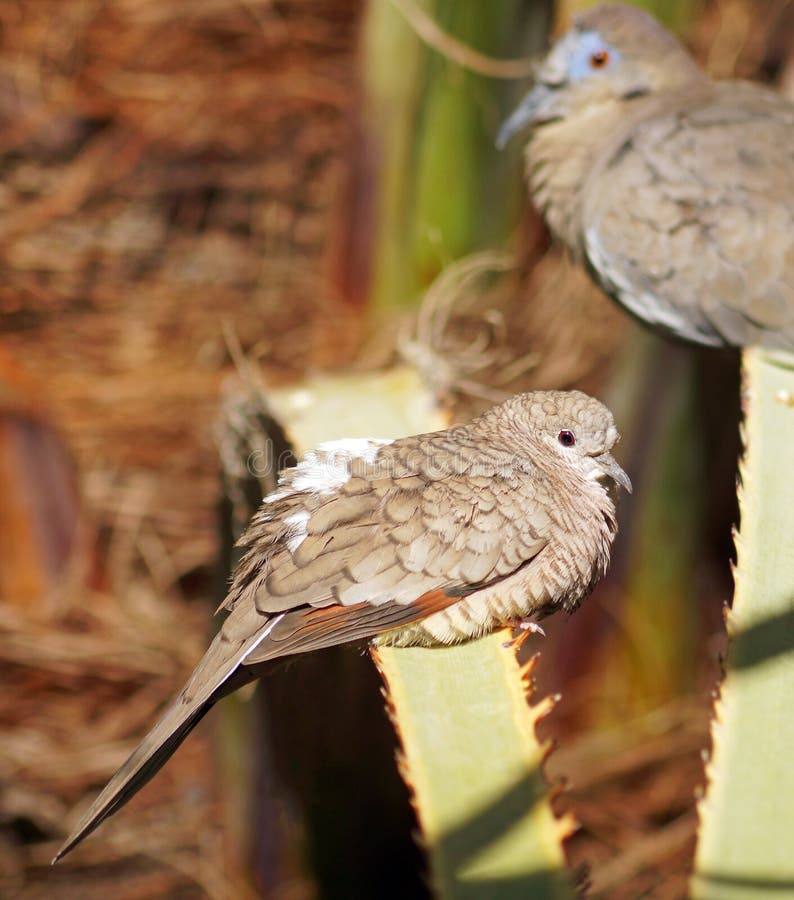 Inca Dove foto de archivo. Imagen de oeste, salvaje, fauna - 39235342
