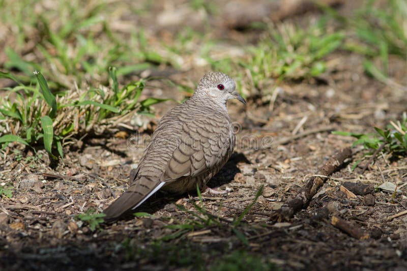 Inca Dove, Mexican Dove. stock image. Image of south - 269717147