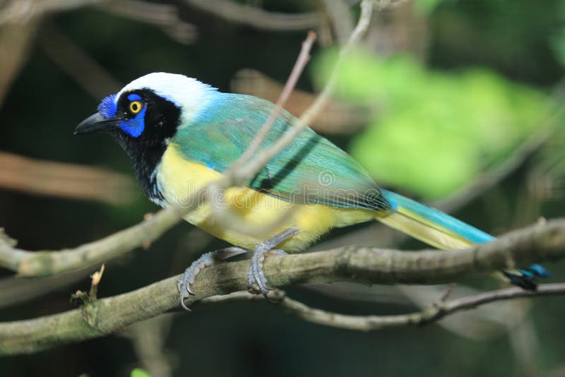 Inca Jay - Cyanocorax Yncas Stock Photo - Image of cute, andes: 158355220