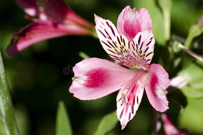 Inca Lily stock photo. Image of south, lily, alstroemeria - 51209978