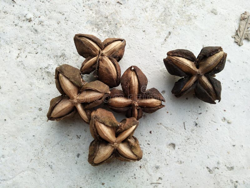 Inca nuts stock photo. Image of peanut, sacha, inca - 114415750